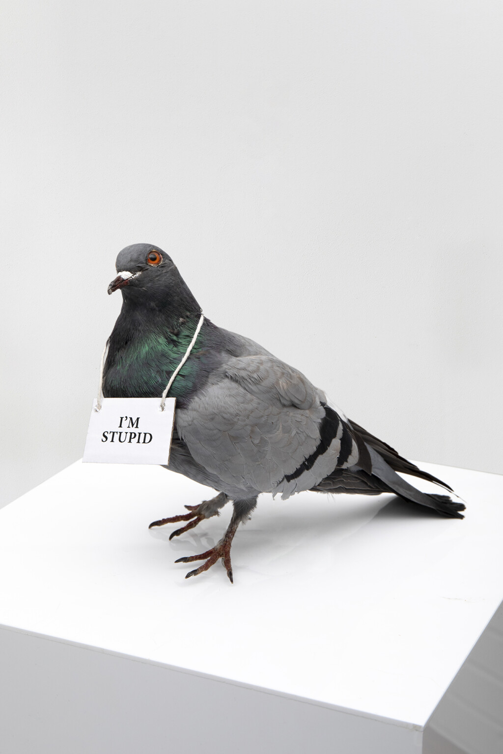 MAX SIEDENTOPF STUPID PIGEON max-siedentopf-stupid-pigeon